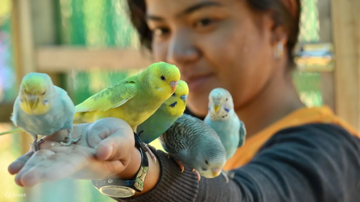 Yoki’s Farm Adventure: Why It’s Worth the Visit - Happinicki